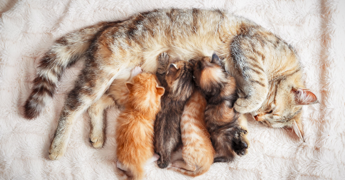 Reproduction et stérilisation du chat : ce qu’il faut savoir