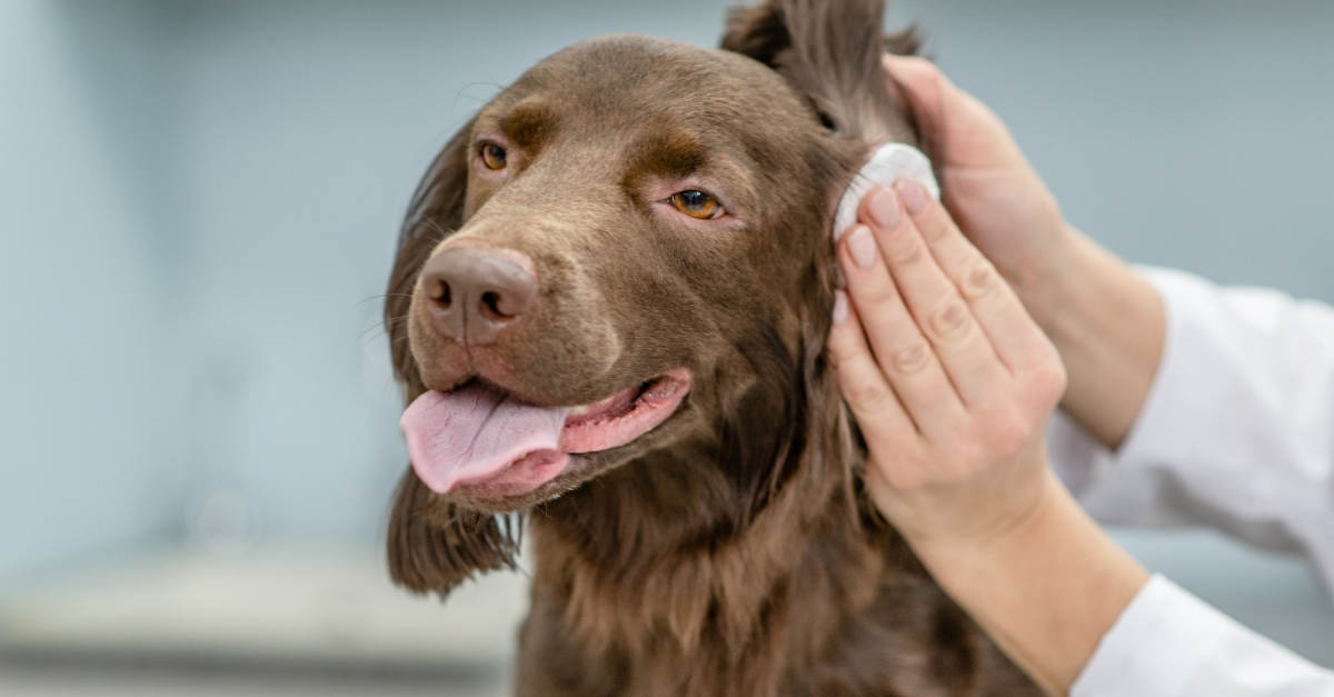 Comment reconnaître et traiter une otite chez le chien