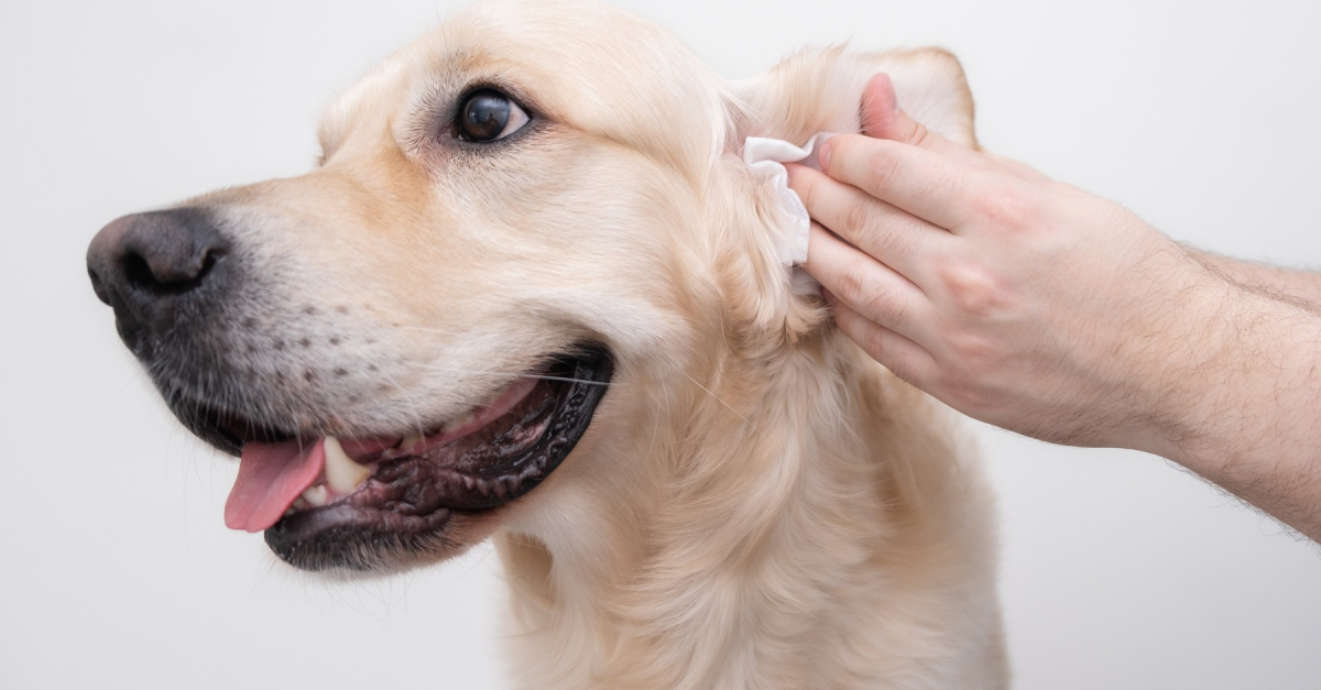 Comment nettoyer les oreilles de votre chien