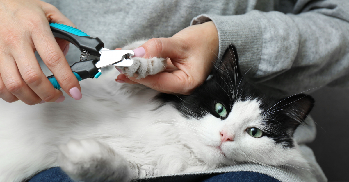 Comment couper les griffes de son chat : guide pratique
