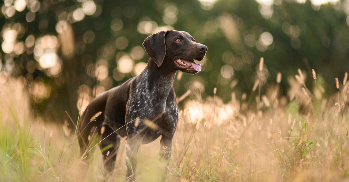 Les épillets chez le chien : pourquoi sont-ils dangereux et comment les ...