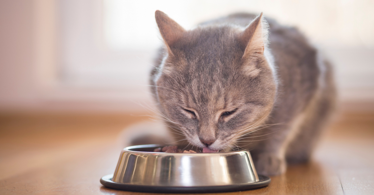 Pourquoi votre chat mange-t-il trop vite et comment y remédier