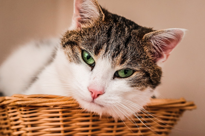 Comment gérer les parasites internes du chat : vers plats et ronds