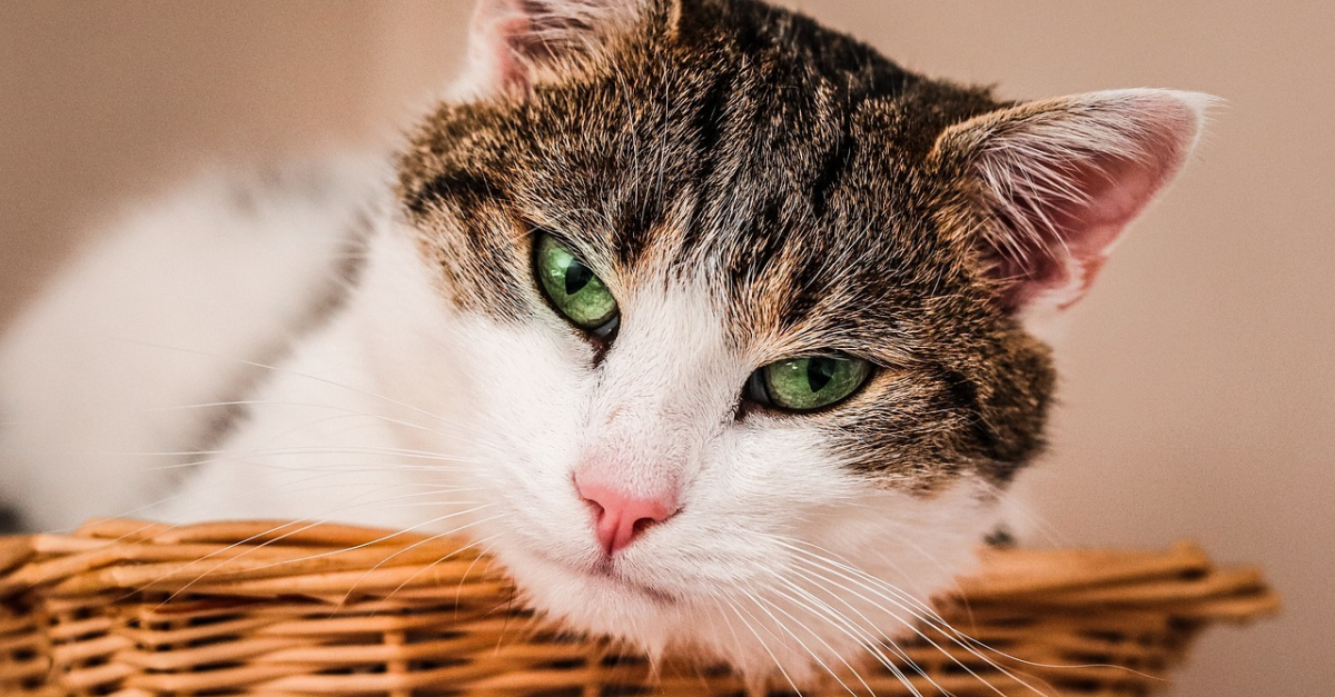 Comment gérer les parasites internes du chat : vers plats et ronds