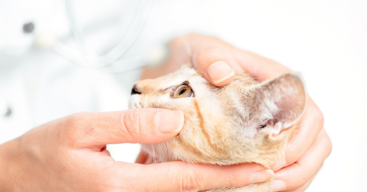 Comment nettoyer les yeux de son chat : conseils pratiques