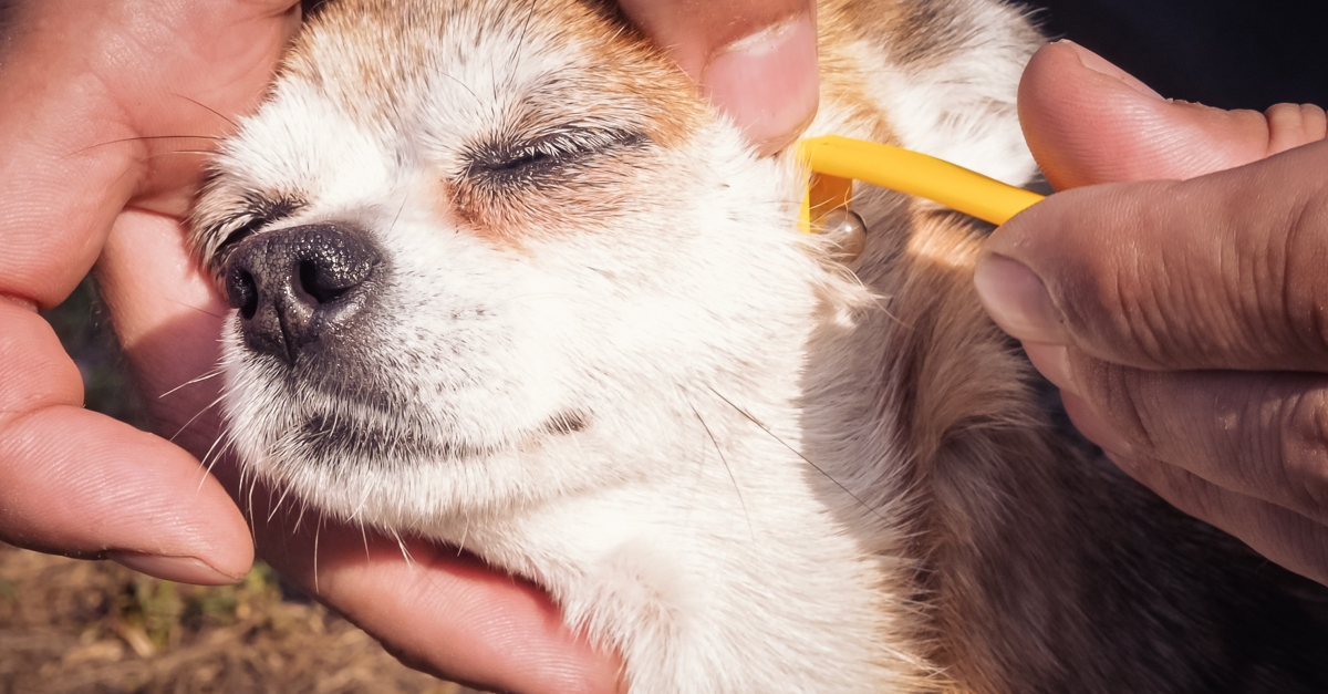 Comment éliminer les tiques de son chien en toute sécurité