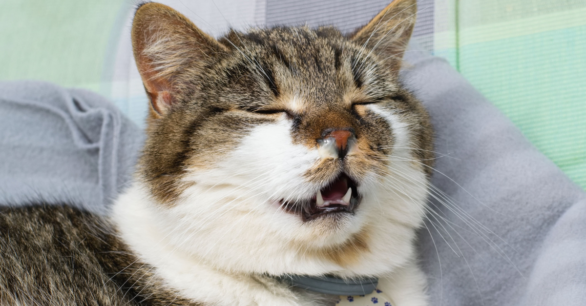 Le coryza du chat : prévention et soins pour cette maladie contagieuse