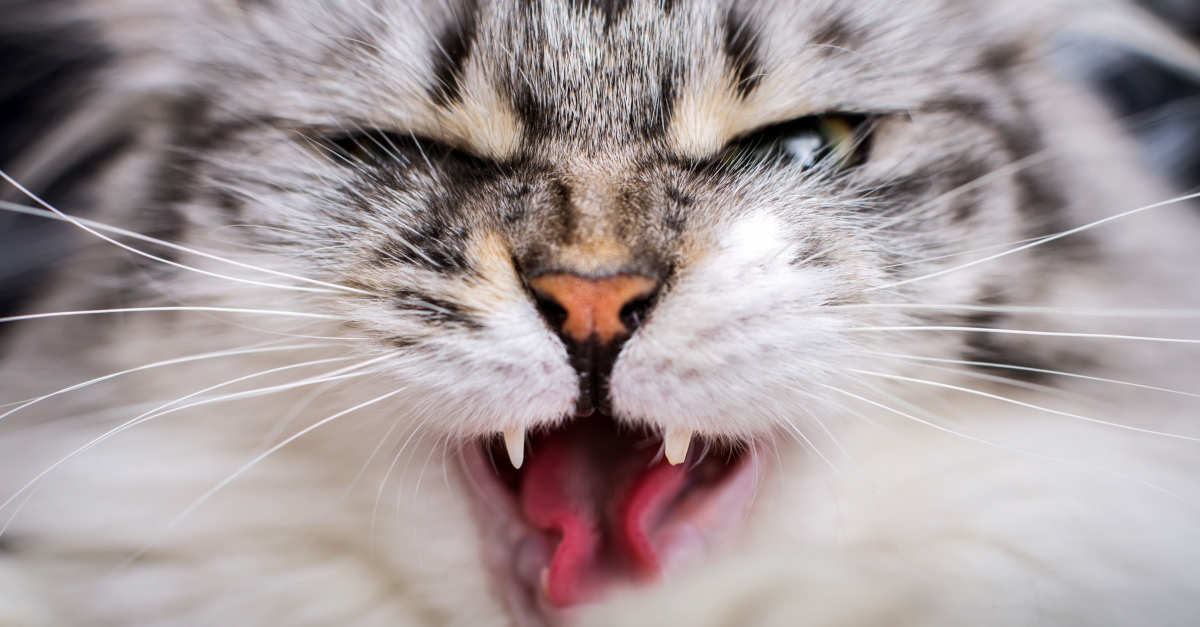 Chat agressif : pourquoi et comment y remédier