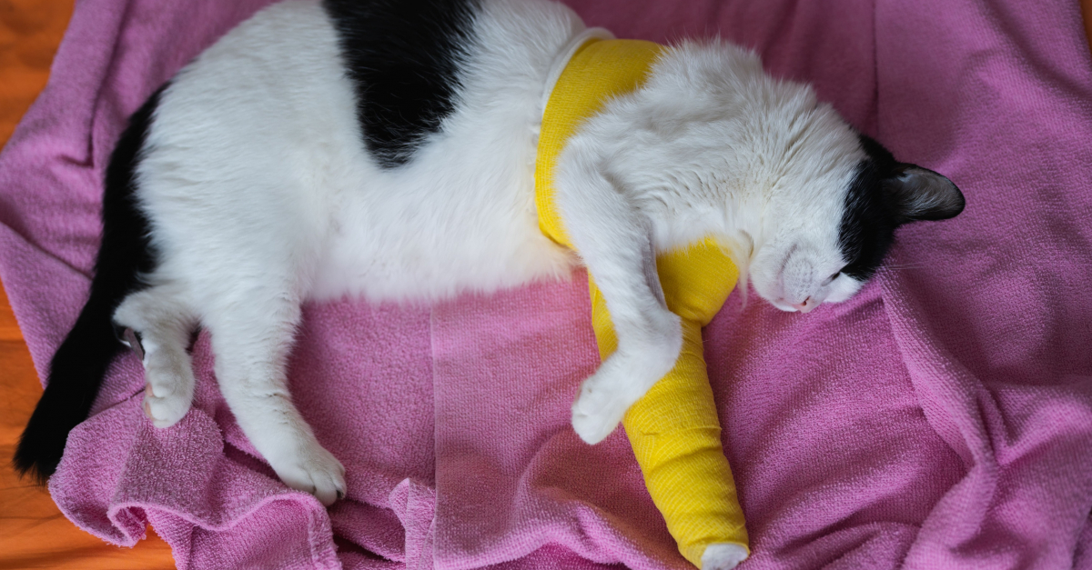 Que faire si son chat se fracture une patte