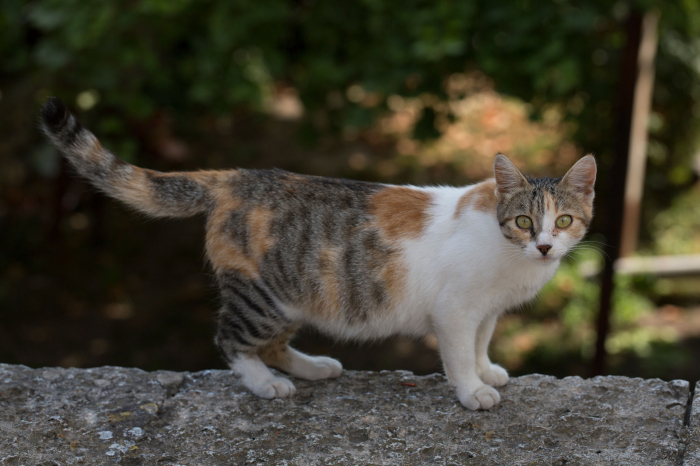 Gestation de la chatte : étapes et conseils pratiques