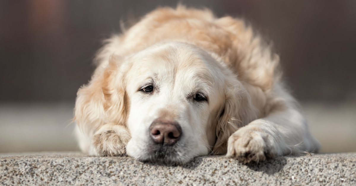 Le syndrome de Cushing chez le chien : causes, symptômes et traitements