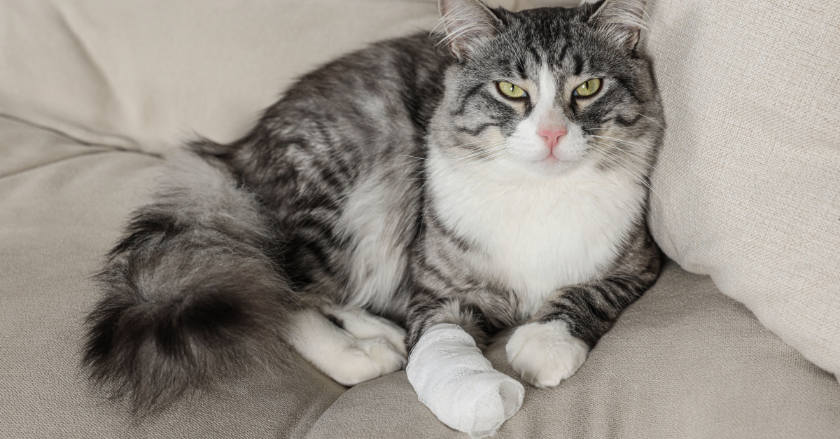 Plaie suintante de son chat : les gestes de premiers secours