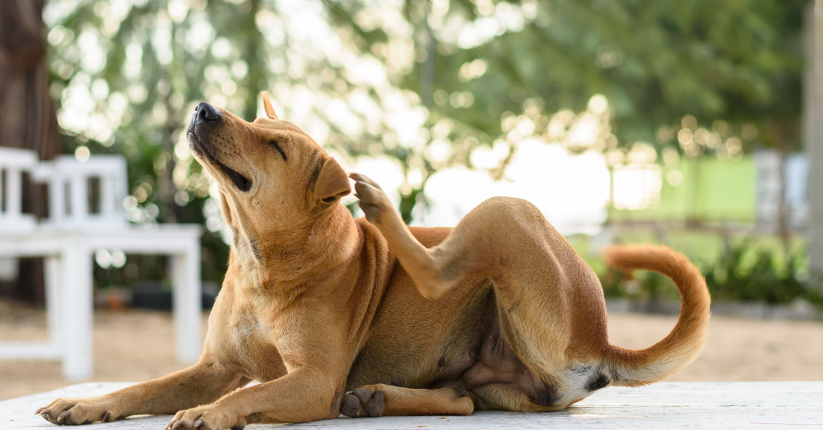 Dermatite chez le chien : comment la reconnaître et la traiter