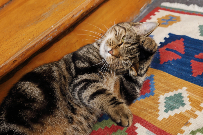 Gale des oreilles chez le chat : comment la soigner efficacement
