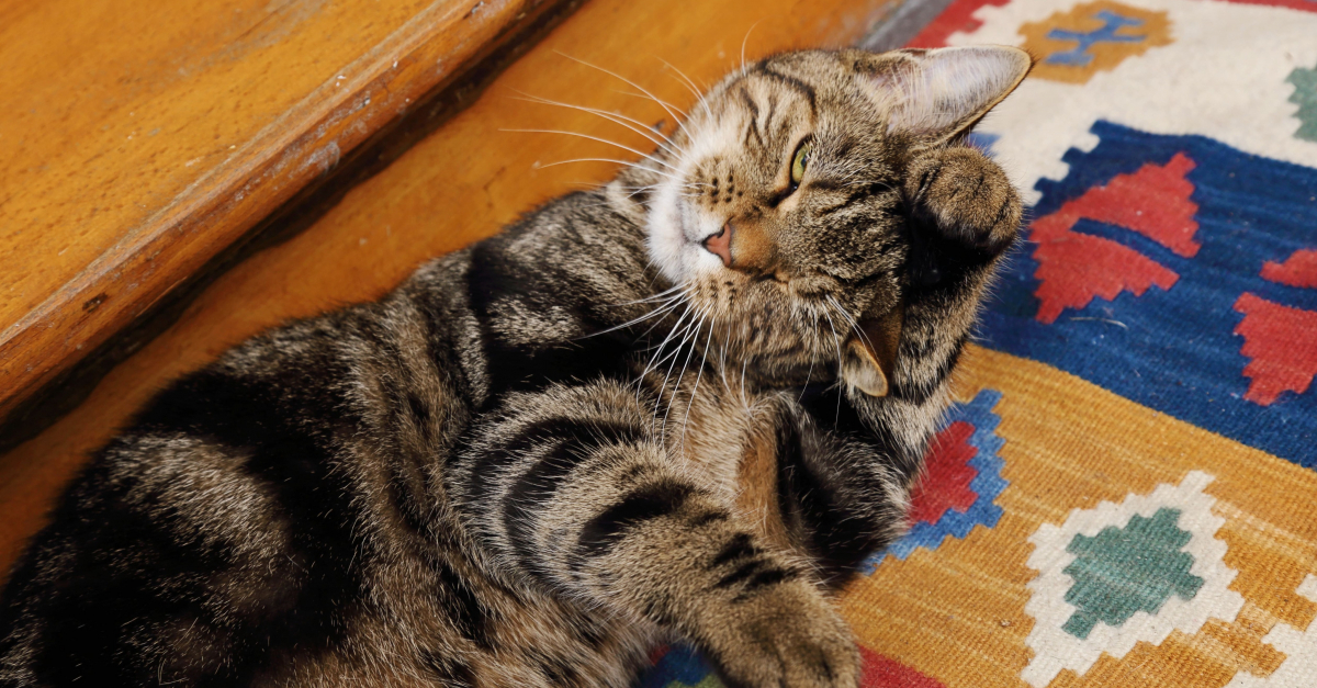 Gale des oreilles chez le chat : comment la soigner efficacement