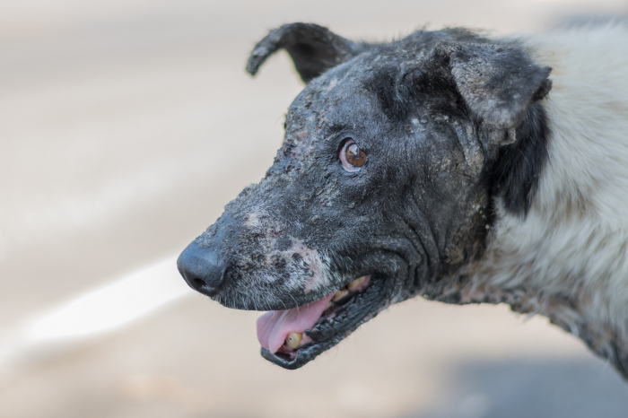 Gale chez le chien : comment la détecter et protéger son animal