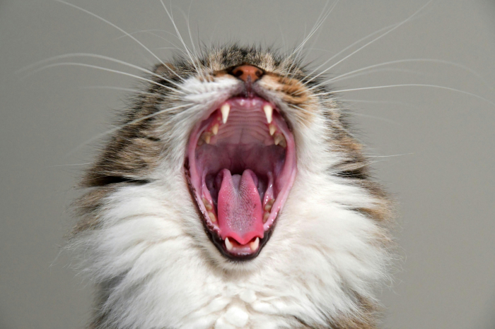 Gingivite et stomatite du chat : une maladie douloureuse à ne pas négliger