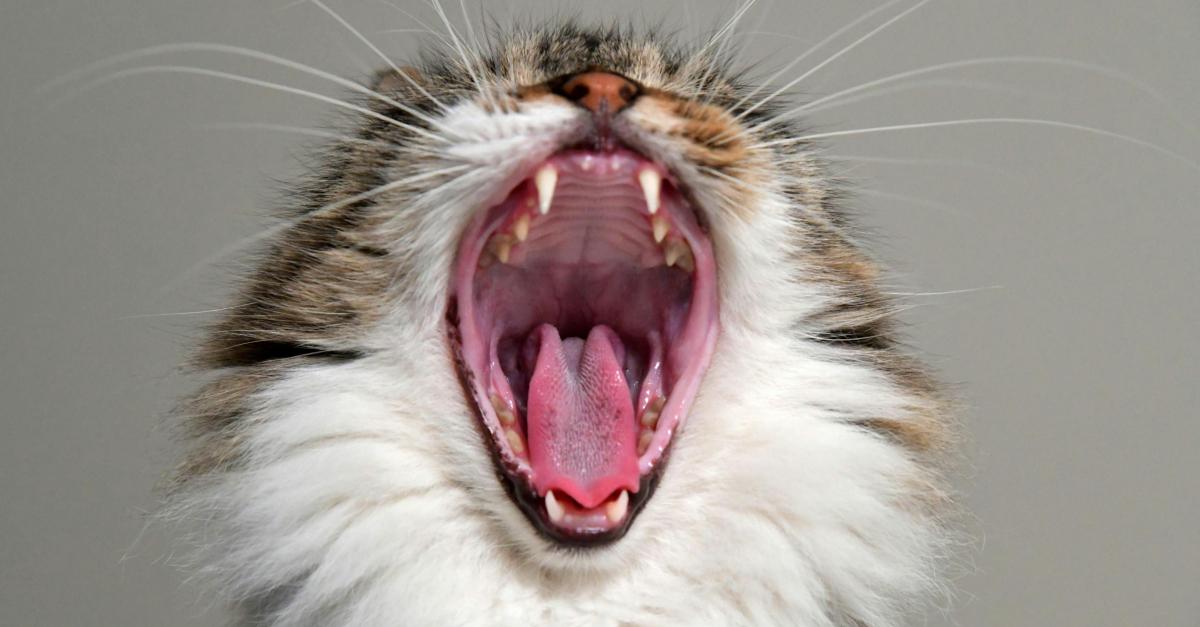 Gingivite et stomatite du chat : une maladie douloureuse à ne pas négliger