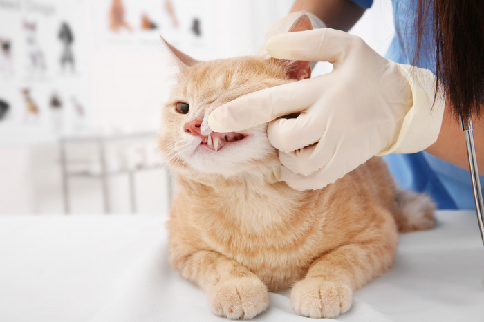 Abcès dentaire chez le chat : comment réagir face à cette infection