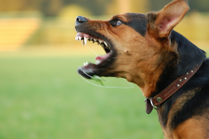 La rage chez le chien : prévention, symptômes et traitements