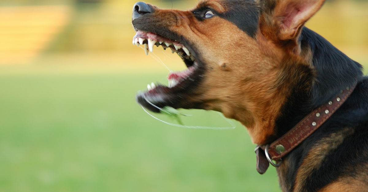 La rage chez le chien : prévention, symptômes et traitements