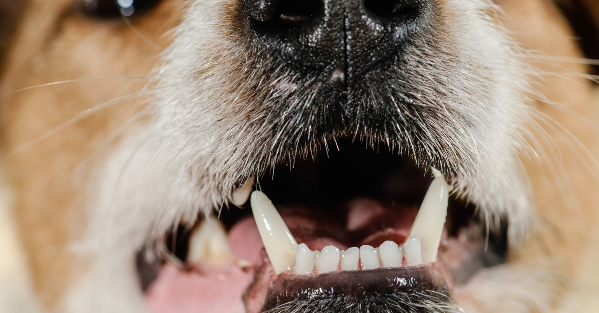 Problèmes dentaires chez le chien : causes et traitements