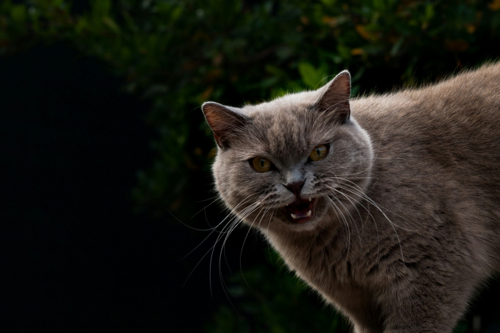 La rage chez le chat : prévention, symptômes et traitements