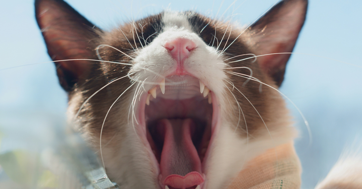 Problèmes dentaires chez le chat : causes et traitements