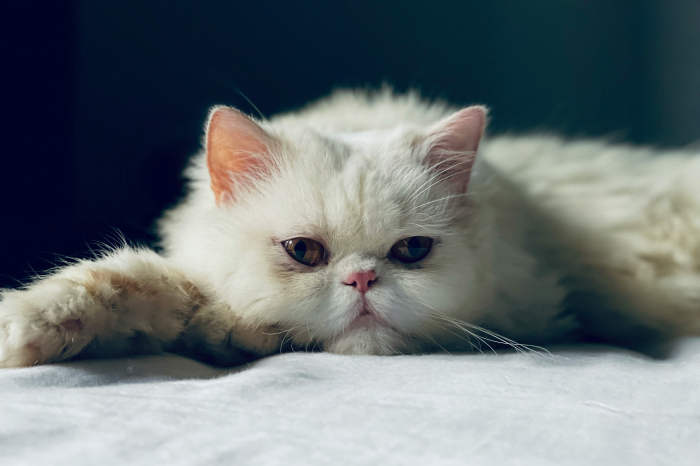 Les principales maladies chez le chat : les reconnaître et les prévenir