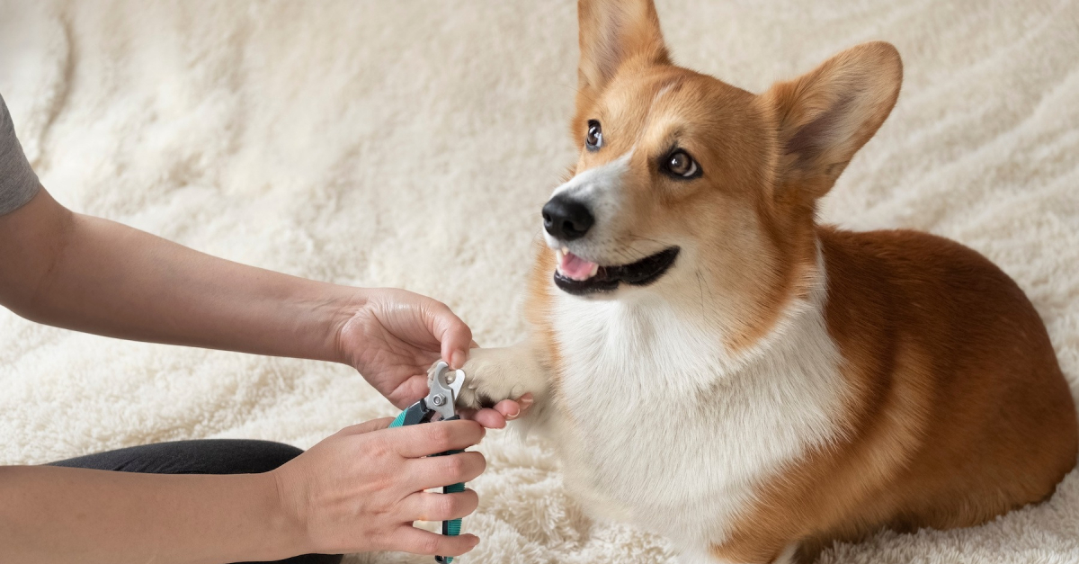Comment couper les griffes de son chien : guide pratique