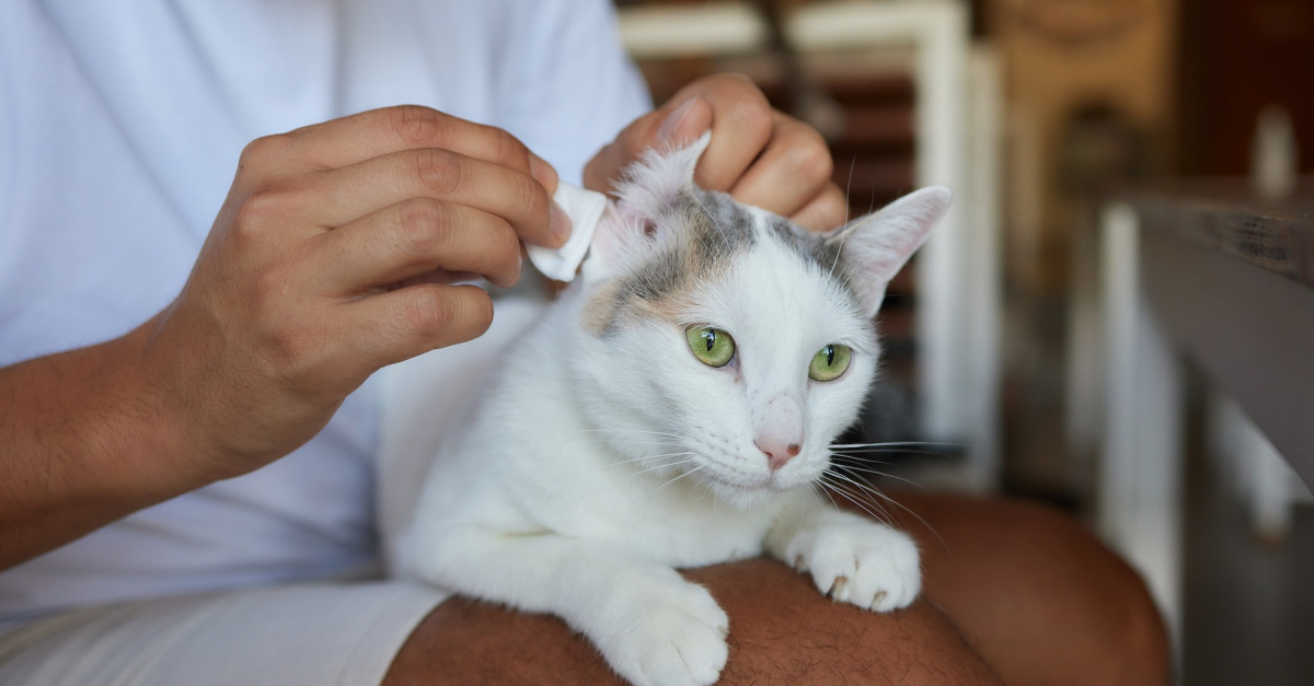 Comment nettoyer les oreilles de son chat