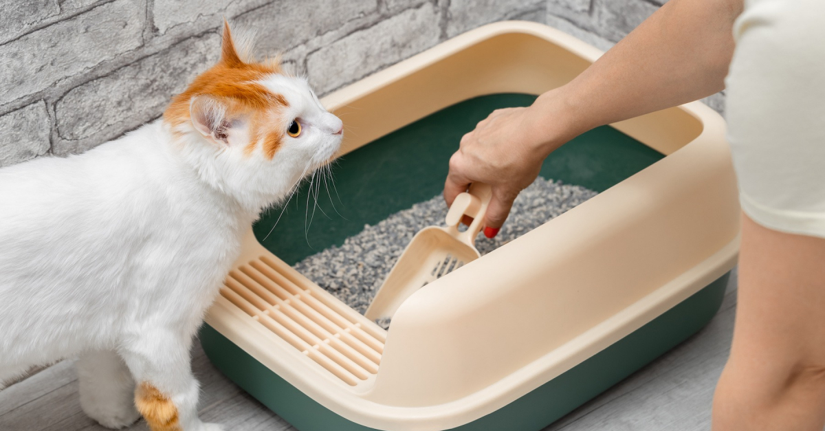 Litière pour chat : comment la choisir et l'entretenir pour préserver ...