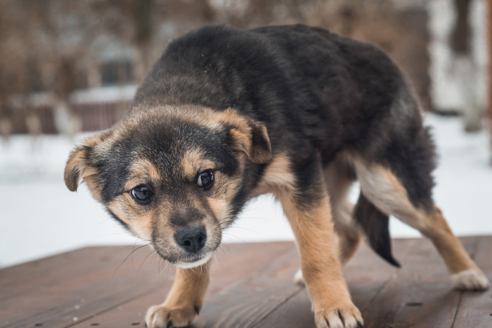 Mon chien a peur de tout : comment l’aider à gagner en confiance