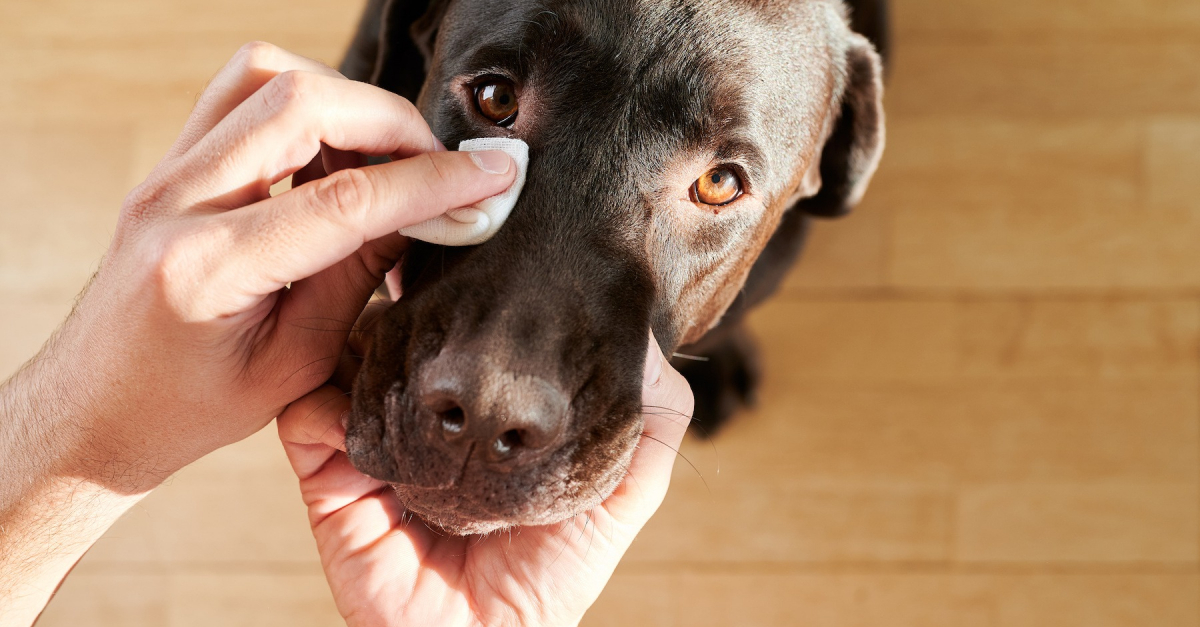 Comment nettoyer les yeux de son chien au quotidien