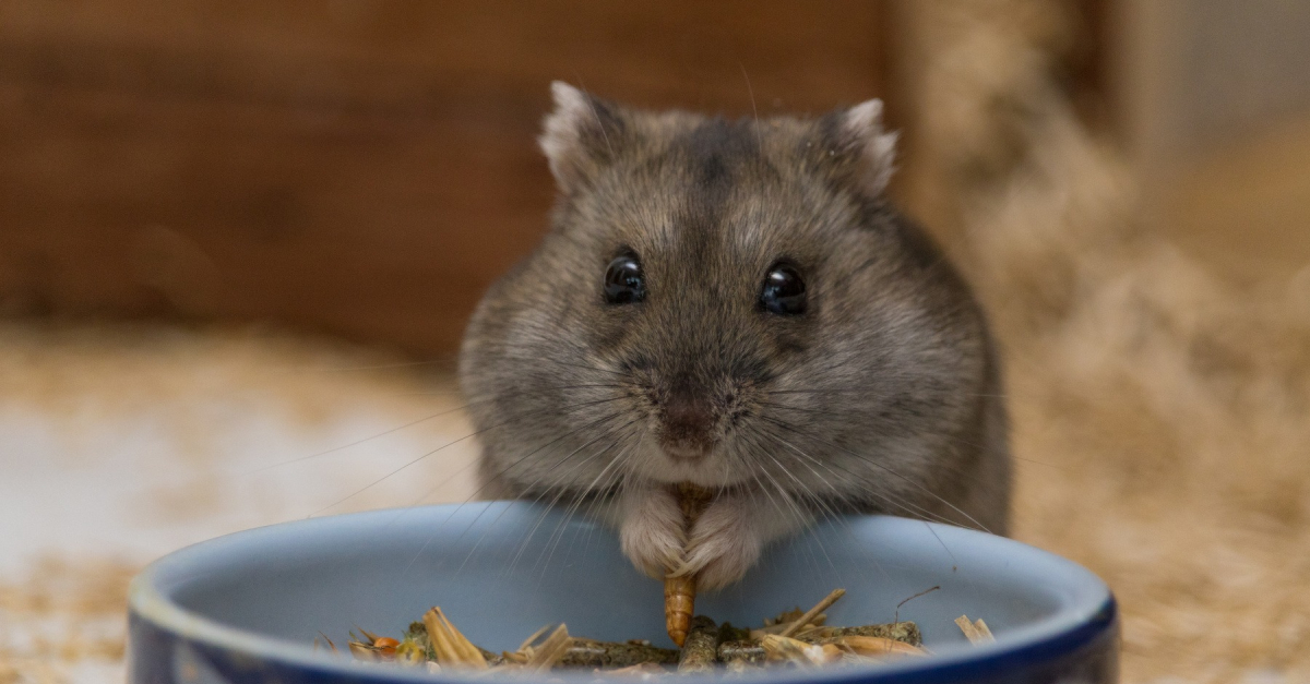Comment prévenir les carences nutritionnelles chez les rongeurs