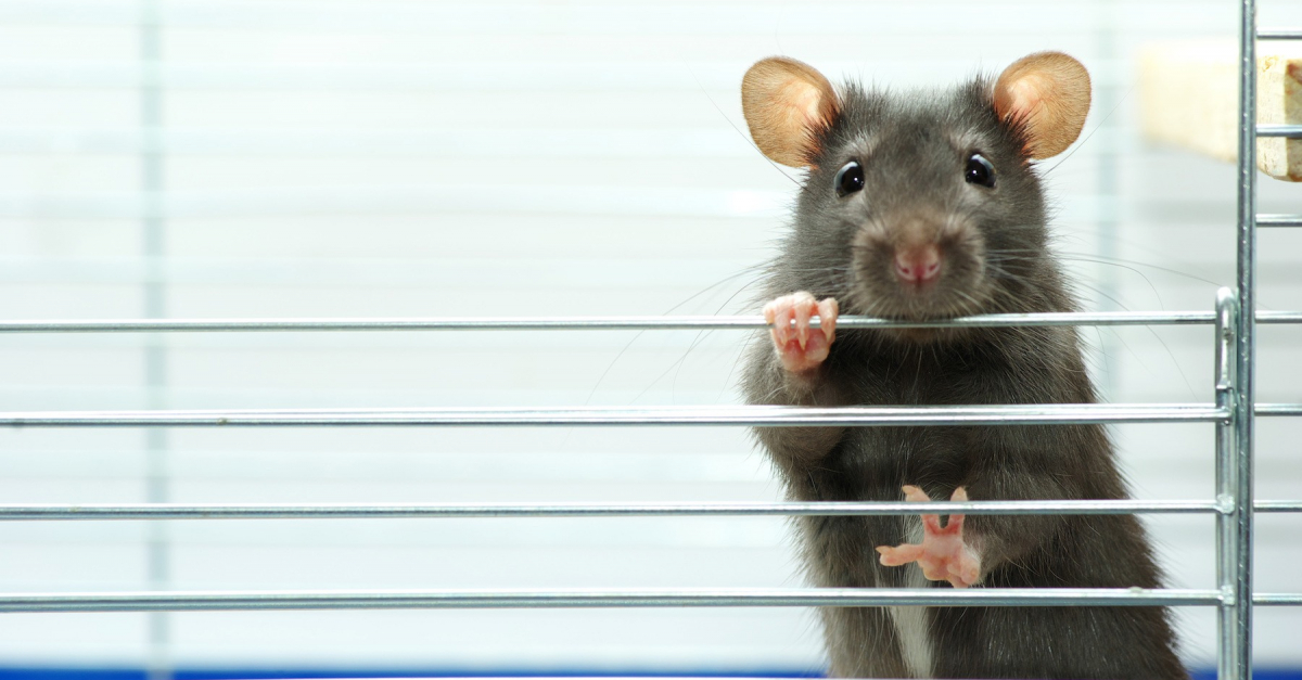 Comment désinfecter la cage de son rongeur sans produits nocifs