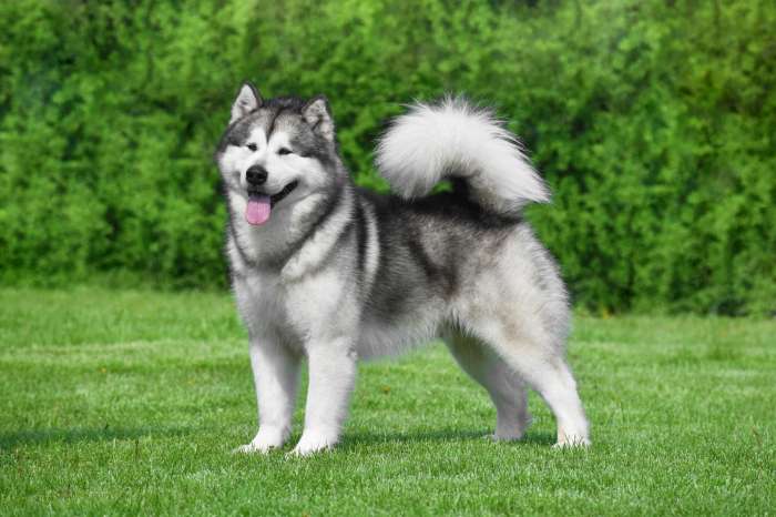 L’entretien du pelage chez le chien à double couche : conseils pratiques