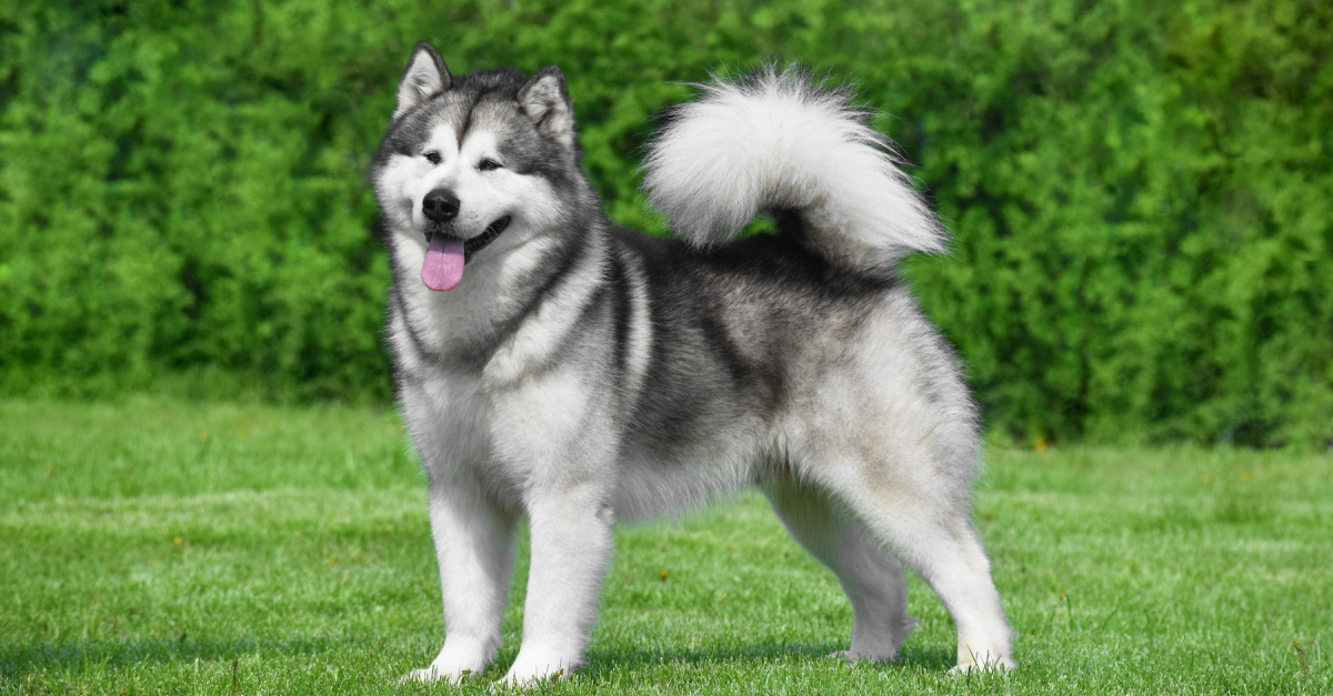 L’entretien du pelage chez le chien à double couche : conseils pratiques