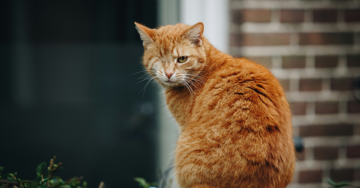 Adopter un chat avec un handicap : ce qu'il faut savoir