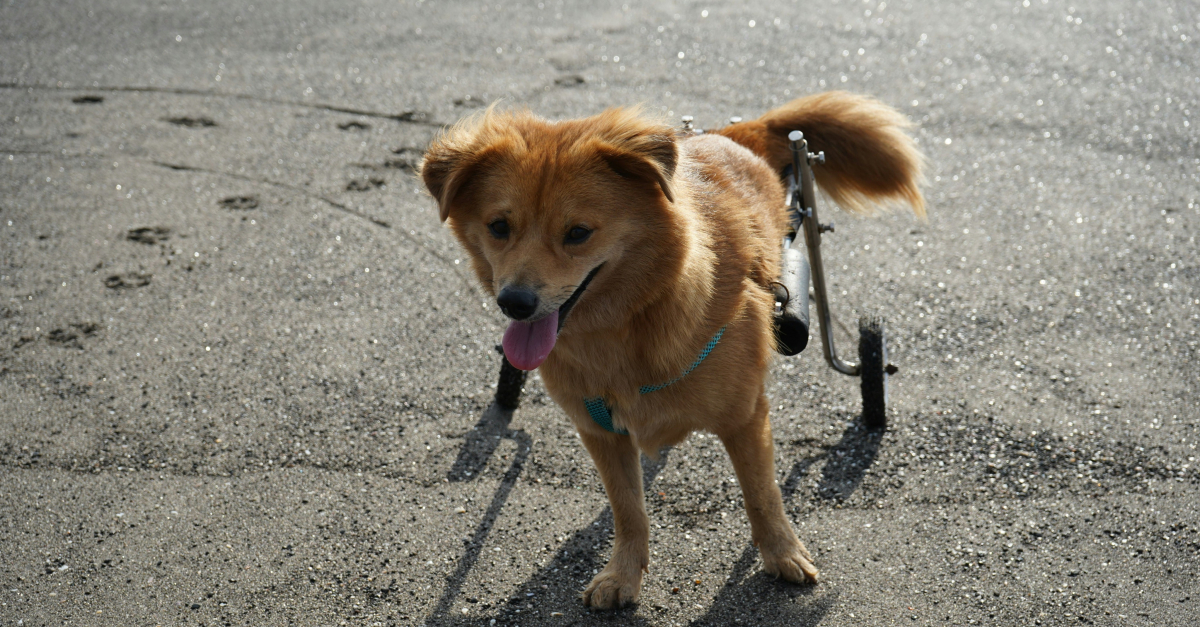 Adopter un chien avec un handicap : ce qu’il faut savoir